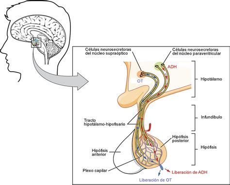 Neurohipófisis Wikipedia La Enciclopedia Libre