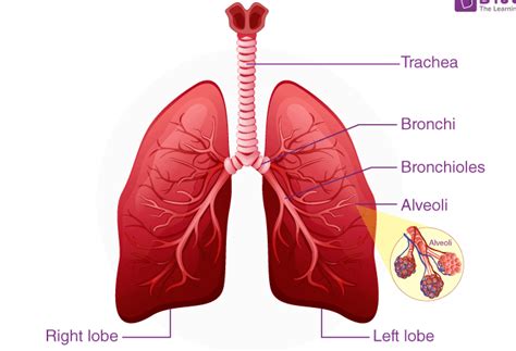 Anatomía Y Función Del Hueso Hioides