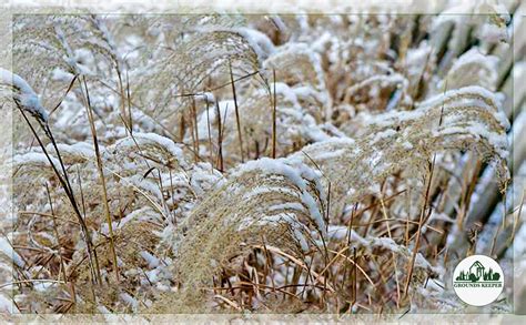 Spotlight On Maiden Grass Winter Darling Of New Jersey Landscapes