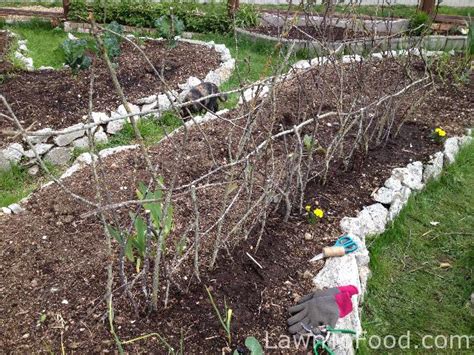 Twig Trellis Lawn To FoodLawn To Food