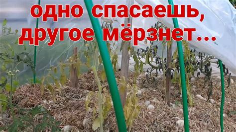 Что замёрзло? Лето встретило морозом. Считаем убытки... - YouTube