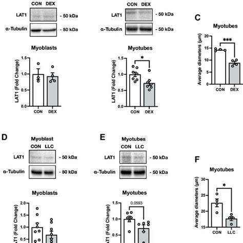 Primary Human Myoblast And Fibroblast Isolation And Characterization