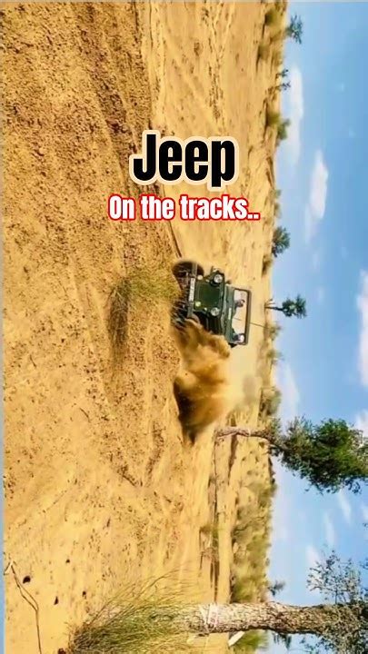 Cj3b Jeep Full Power Offroad In Rajasthan Desert 🚙💨 Epicdrift Drift Jeep Cj3b Offroading