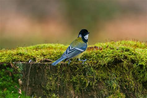 3 000 Foto Pap Payudara Bugil Terbaik · Unduh Gratis 100 · Foto Stok