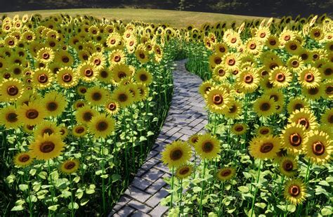 꽃과 나무 시리즈 해바라기 꽃밭동영상