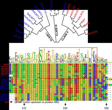The Conserved C Terminal Domain Of Ma1 And Other Tonoplast Localized