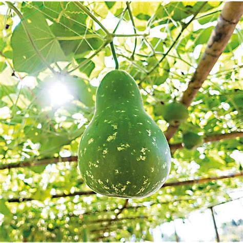 Calebasse Mini Bouteille Graines Baumaux