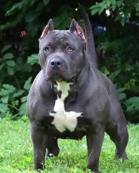 Pitbull Características Mitos Y Realidades Sobre Esta Raza