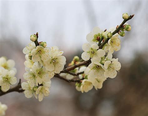 [식물]매실나무 식물 생물종 Bric