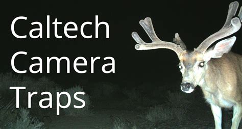 Caltechcameratraps Caltech Camera Trap Dataset Page