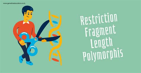 What Is Rflp And How To Perform It Genetic Education