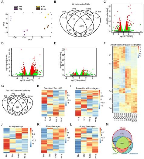 Developmental Maturation Of The Myelin Transcriptome A Pca Plot