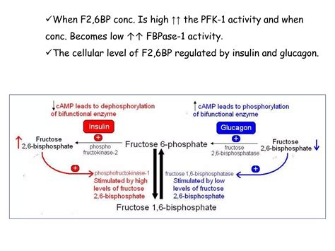 Diabetes And Gluconeogenesis Ppt