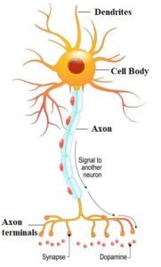 Synapse Its Structure Types Function And Transmission Steps