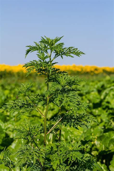 Artemisia Vulgaris Common Mugwort Allergen Flowering Stock Image