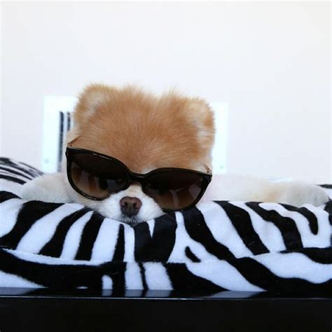 Pin By Karine Bernard On Boo Boo The Cutest Dog Boo The Dog Boo And