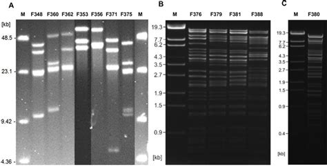 Restriction Patterns Of Digested Phage Genomes Representing Different