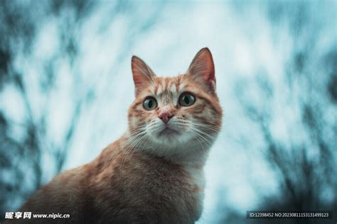 猫咪摄影图家禽家畜生物世界摄影图库昵图网
