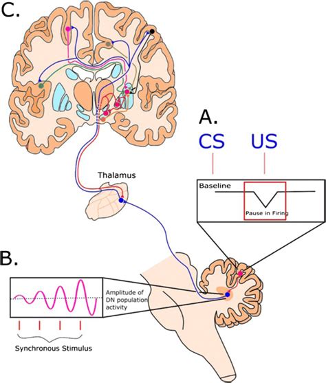 The Cerebellums Contribution To Temporal Processing The Traditional