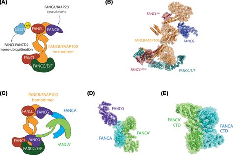 Structural Insight Into Fanci Fancd2 Monoubiquitination Pmc