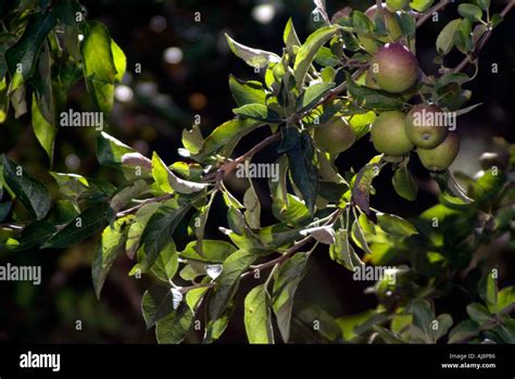 Loaded Apple Tree Hi Res Stock Photography And Images Alamy