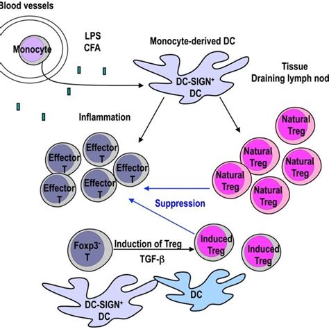 The Classification Of Skin Dc Subsets Skin Dcs Are Epidermal