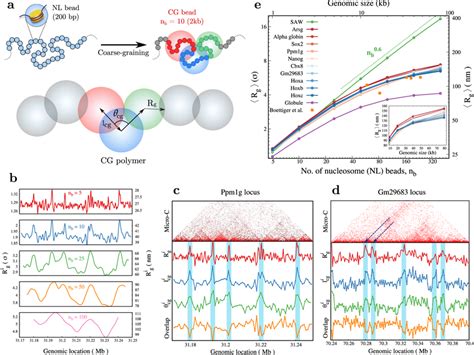 Coarse Graining Bead Size And Its Variability Along The Genome A Download Scientific Diagram