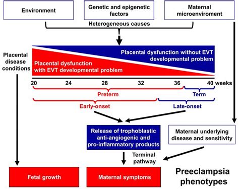 Classification Of Preeclampsia According To Molecular Clusters With The