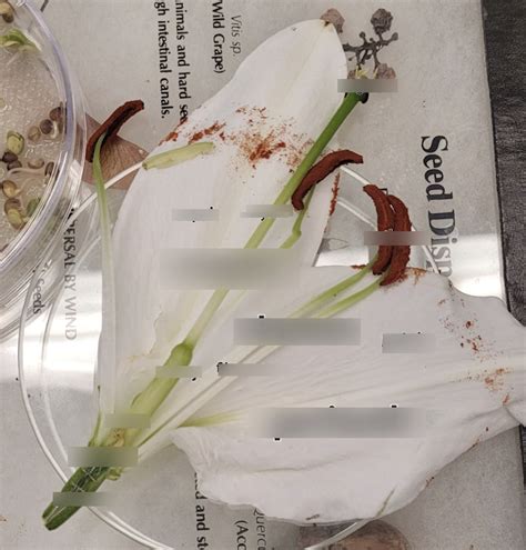 Lily Dissection Lab 2 Diagram Quizlet