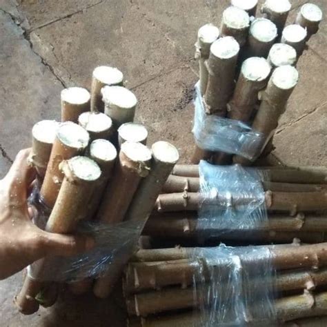 Jual Bibit Stek Batang Singkong Apuy 10 Pcs Bibit Batang Singkong Apuy Shopee Indonesia