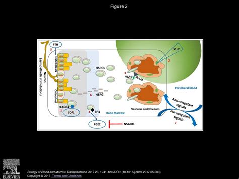 Sources Of Hematopoietic Stem And Progenitor Cells And Methods To Optimize Yields For Clinical