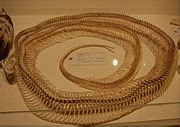 Category Python Molurus Anatomy Wikimedia Commons