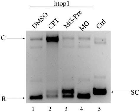 Dna Mobility Shift Assay Lane 1 Pbluescript Dna And Htop1 Lane 2 Dna Mobility Shift Assay Lane 1 Pbluescript Dna And Htop1 Lane 2
