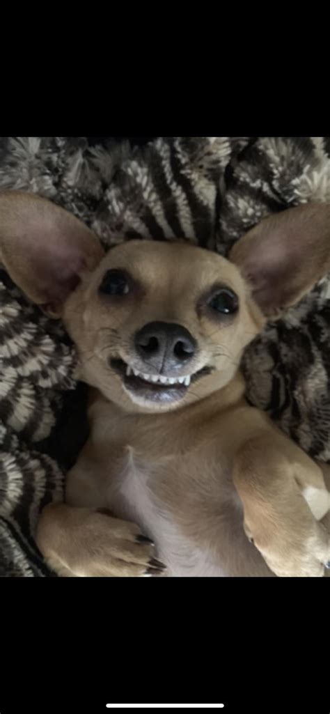 This Is Tinky Wink Or Tinkerbell R Chihuahua