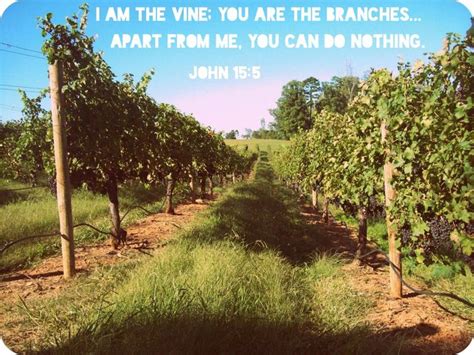 John 15 5 A Bench On A Lush Green Hillside