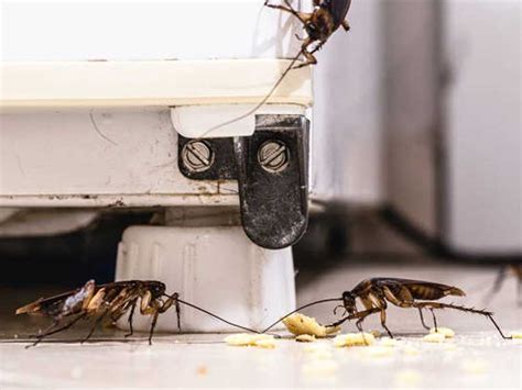 Effective Measures Against Cockroach Infestations Rapid Response Pest Control