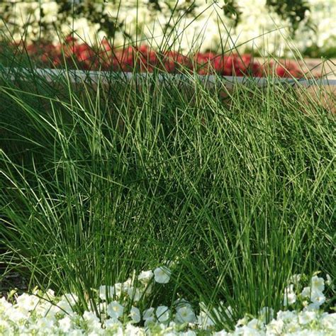 Juncus Pallidus Javelin From First Step Greenhouses