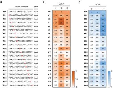 Unveiling Cas12j Trans‐cleavage Activity For Crispr Diagnostics