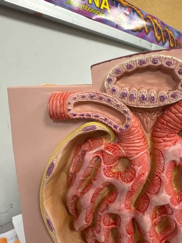 Lab Exam Flashcards Quizlet Lab Exam Flashcards Quizlet