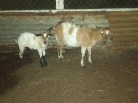 Driver transporting stolen goats arrested - News Room Guyana
