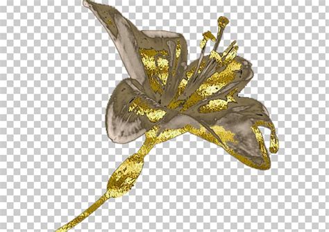 Photography Flower PhotoScape GIMP PNG Clipart Color Flower Flowering Plant Frame Gimp