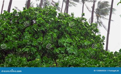 Tree Branches Bending Under Heavy Storm And Wind In Bad Weather Stock Footage Video Of Shower