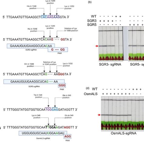 Detection Of Synthetically Produced Herbicide Resistance Mutations In