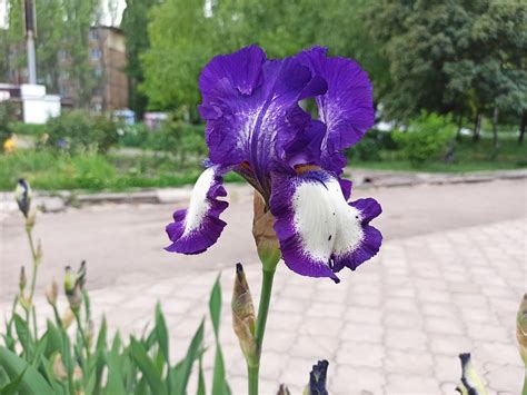 Iris Fleur Fleurs Jeune Photo Gratuite Sur Pixabay Pixabay