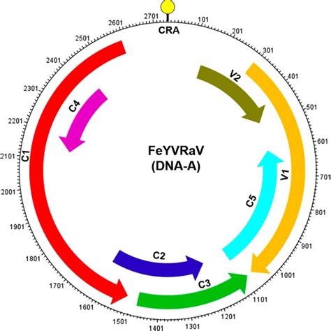 Genome Organization Of The Dna A Component The Scale Represents The Download Scientific