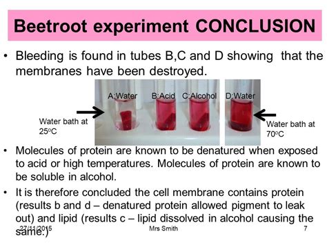 Exams And Me Beetroot Experiment