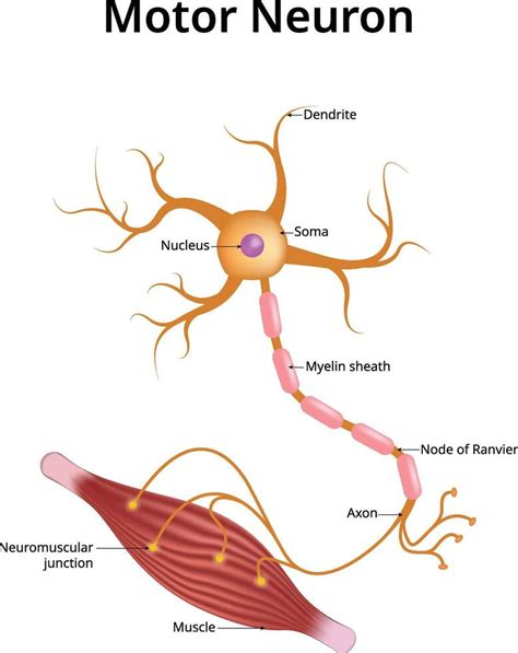 Neuron Diagram Neuron Structure And Classification