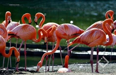 შეკვეთილის დენდროლოგიური პარკი გაიხსნა Adjara Tv