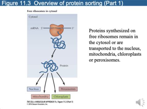 Dsa12 Protein Sorting And Transport Flashcards Quizlet