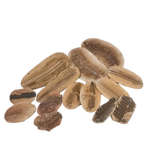 Fern Nodule Pair Fossil